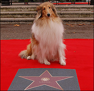 Dogs on the Hollywood Walk of Fame | DoggyMom.com