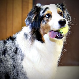 The dogs of the In Situ Foundation | DoggyMom.com